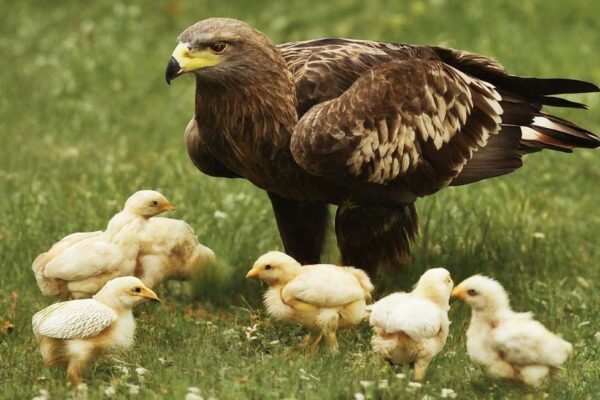 Lebst du deine Selbstbestimmung? Bist du Adler oder Huhn?